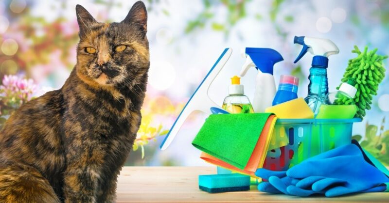 10 Pet Friendly Cleaning Products You Must Have - Trusty Tails Pet Care