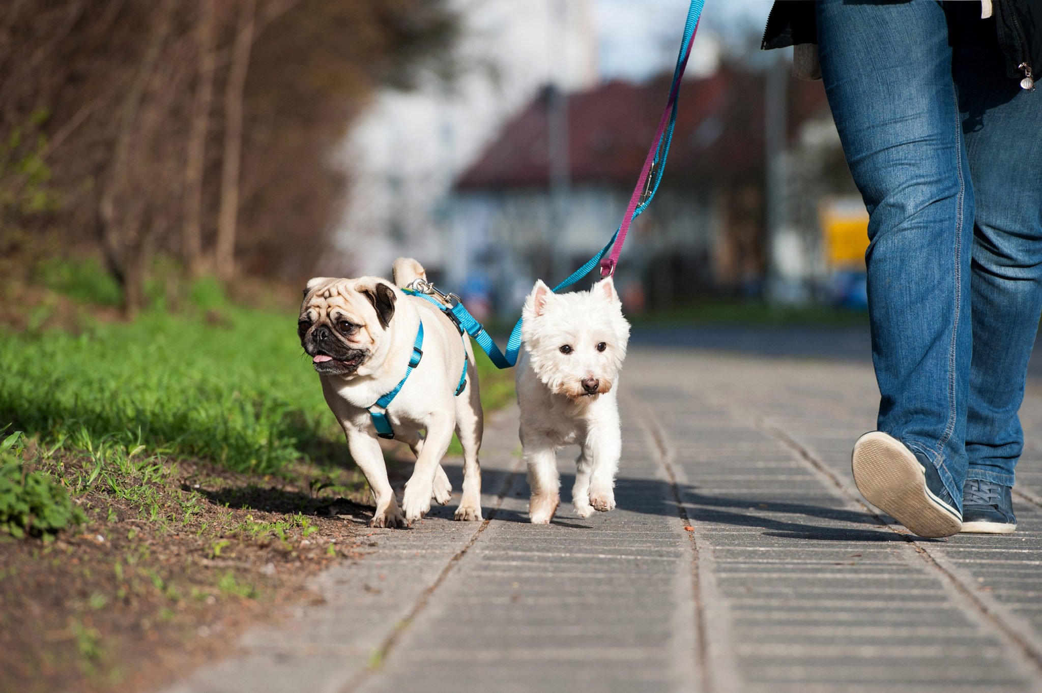 Professional Dog Walking Services | Trusty Tails Pet Care