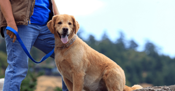 Four Types of Dog Training Techniques - Trusty Tails Pet Care