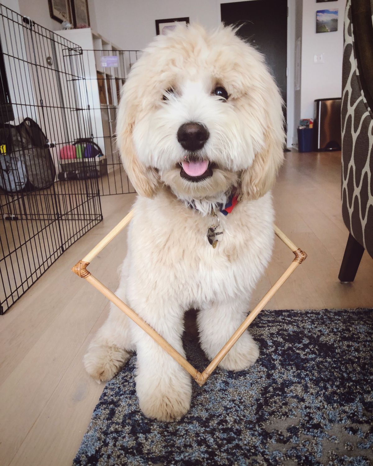 Meet the Tails Family: Mickey - Trusty Tails Pet Care