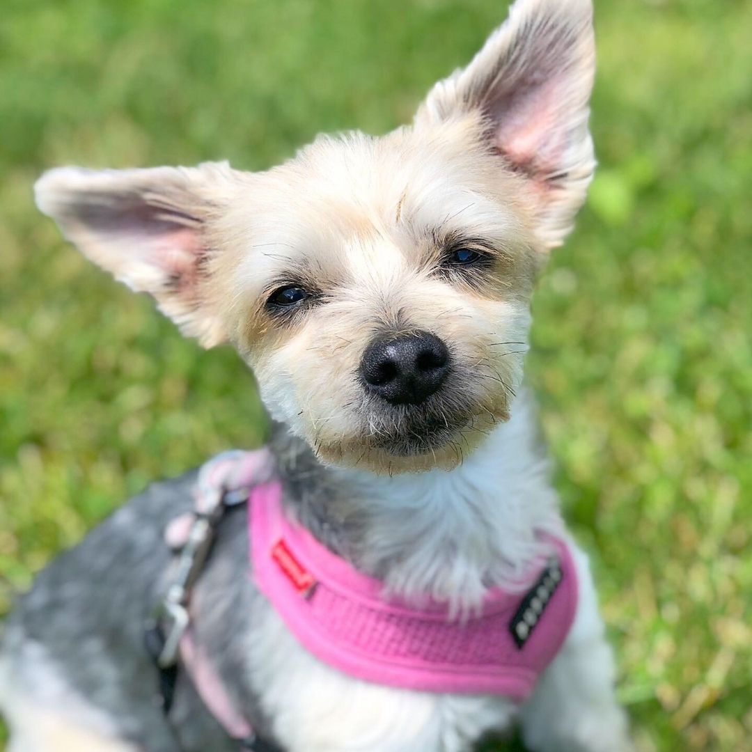 7 Ways to Make your Senior Dog Happy - Trusty Tails Pet Care