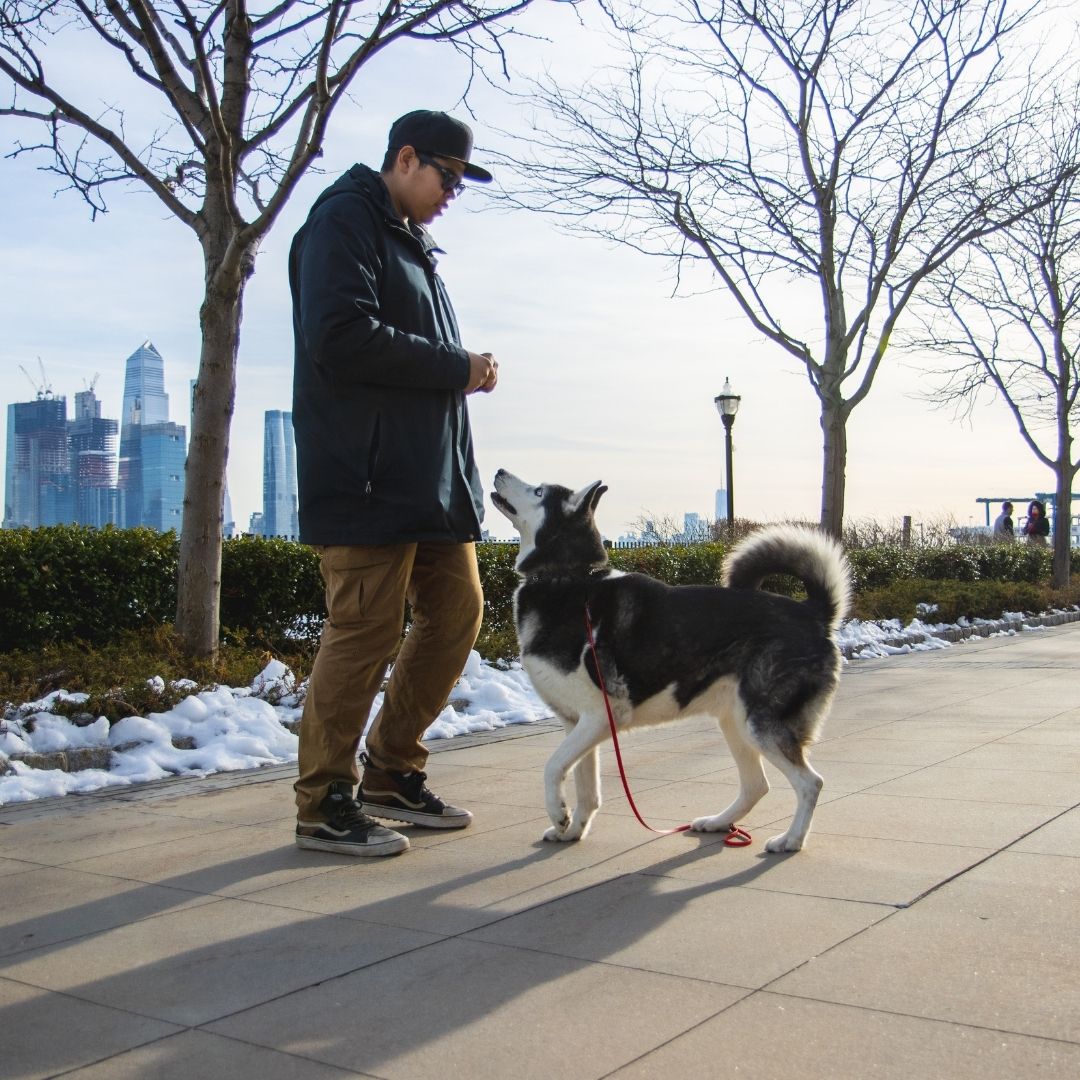 Interview with Otto: Dog Trainer and Owner of Supreme K9 Training ...